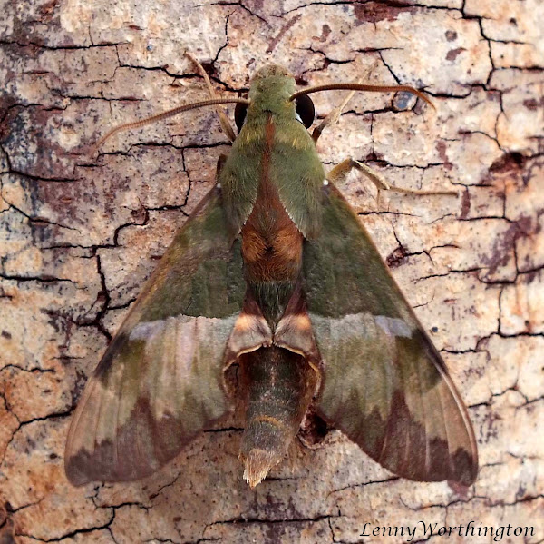 Sphingidae Hawk Moth | Project Noah