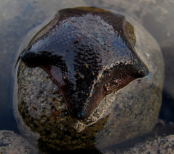 Cusion star. | Project Noah