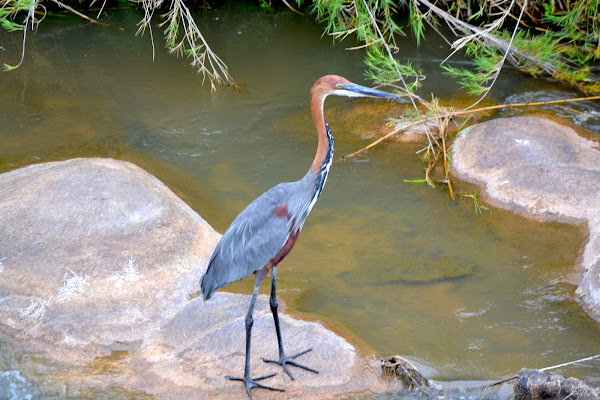 Goliath Heron | Project Noah