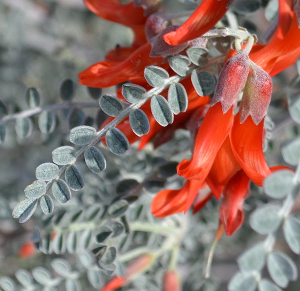 Cancer Bush | Project Noah