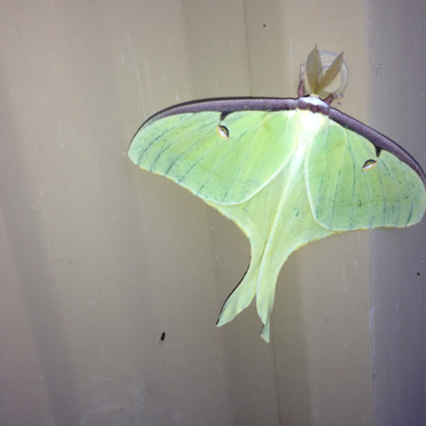 Luna Moth | Project Noah