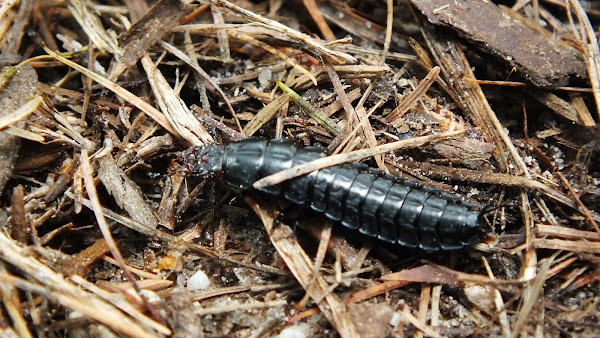 Leatherback ground beetle | Project Noah