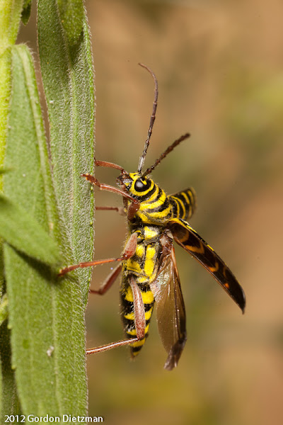Locust Borer | Project Noah