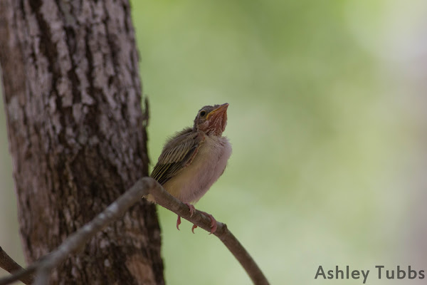 Yellow Green Vireo Fledgling | Project Noah