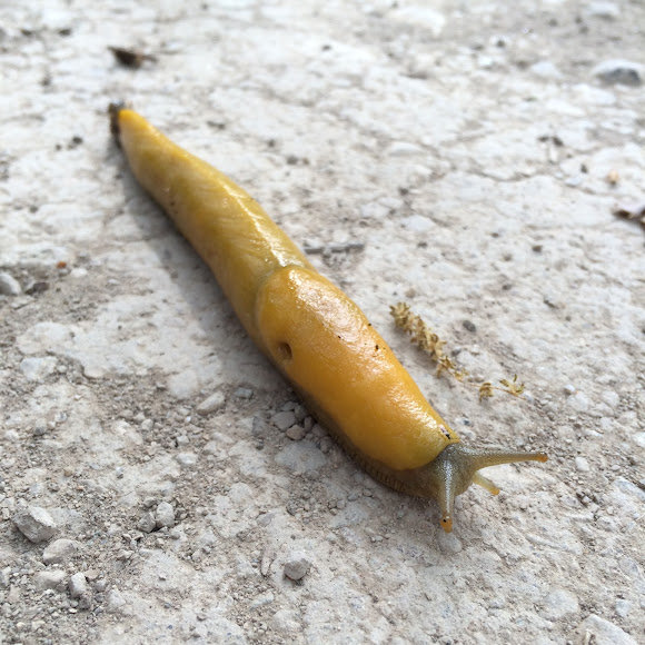 Banana slug | Project Noah