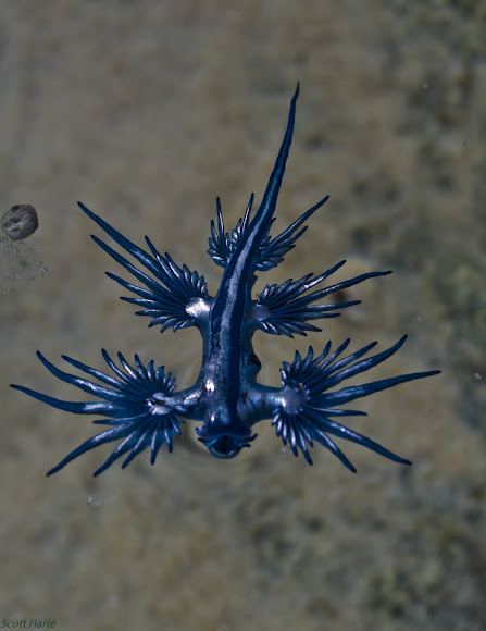 Atlantic Glaucus | Project Noah