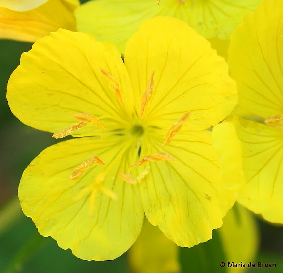 Southern sundrops | Project Noah