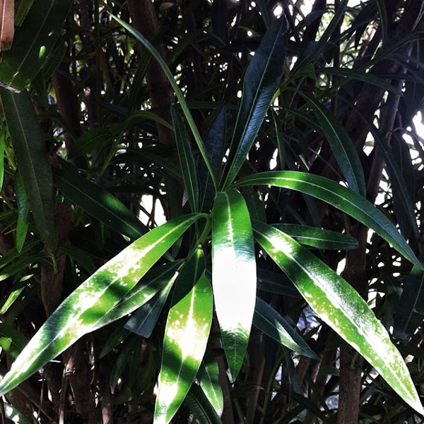 Rosa laurel | Project Noah