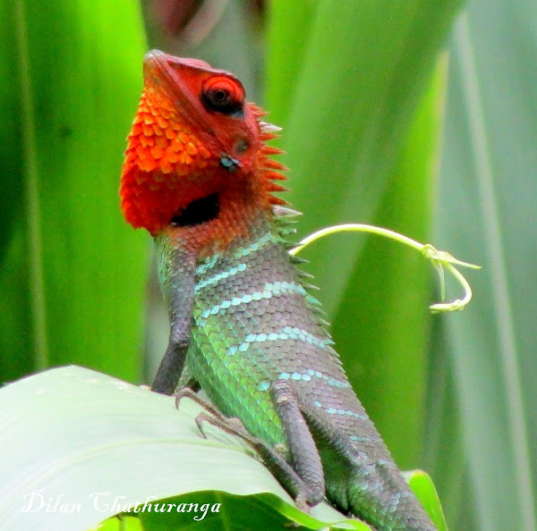 Green forest lizard | Project Noah