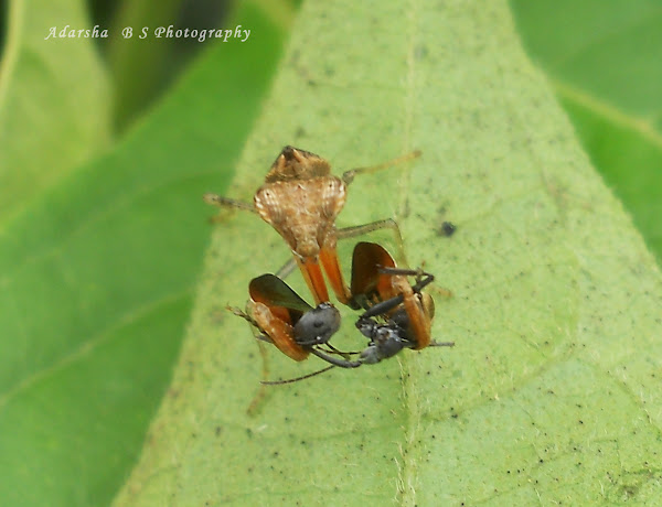 Praying mantis v/s Ant | Project Noah
