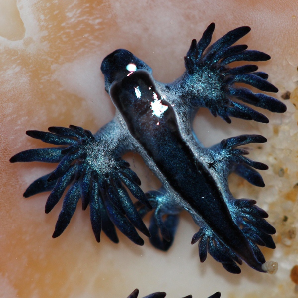Blue Sea Slug | Project Noah