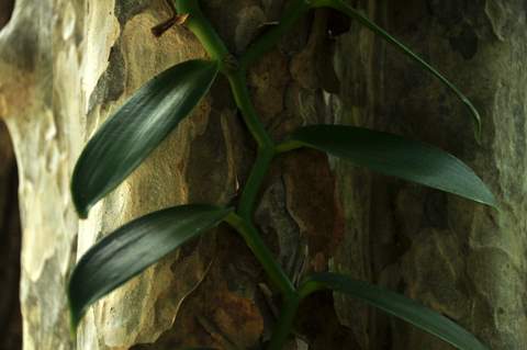 Vanilla orchid | Project Noah