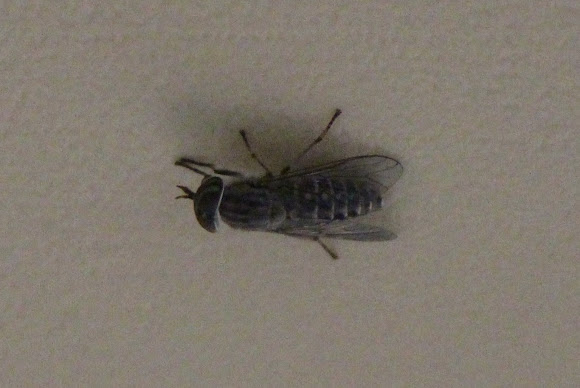 Biting Yellow Fly | Project Noah