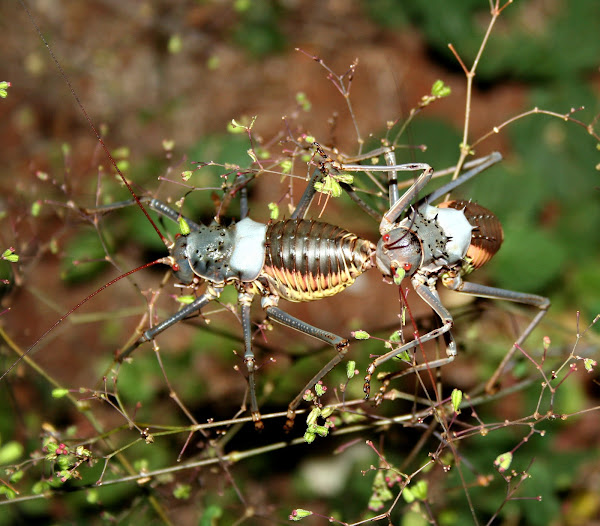 Corn Cricket | Project Noah