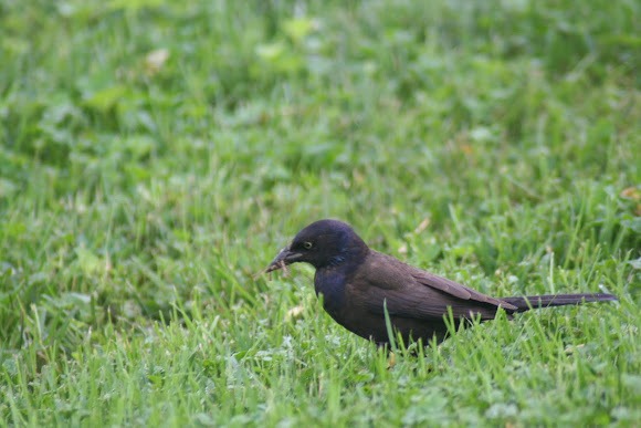 Common Grackle | Project Noah