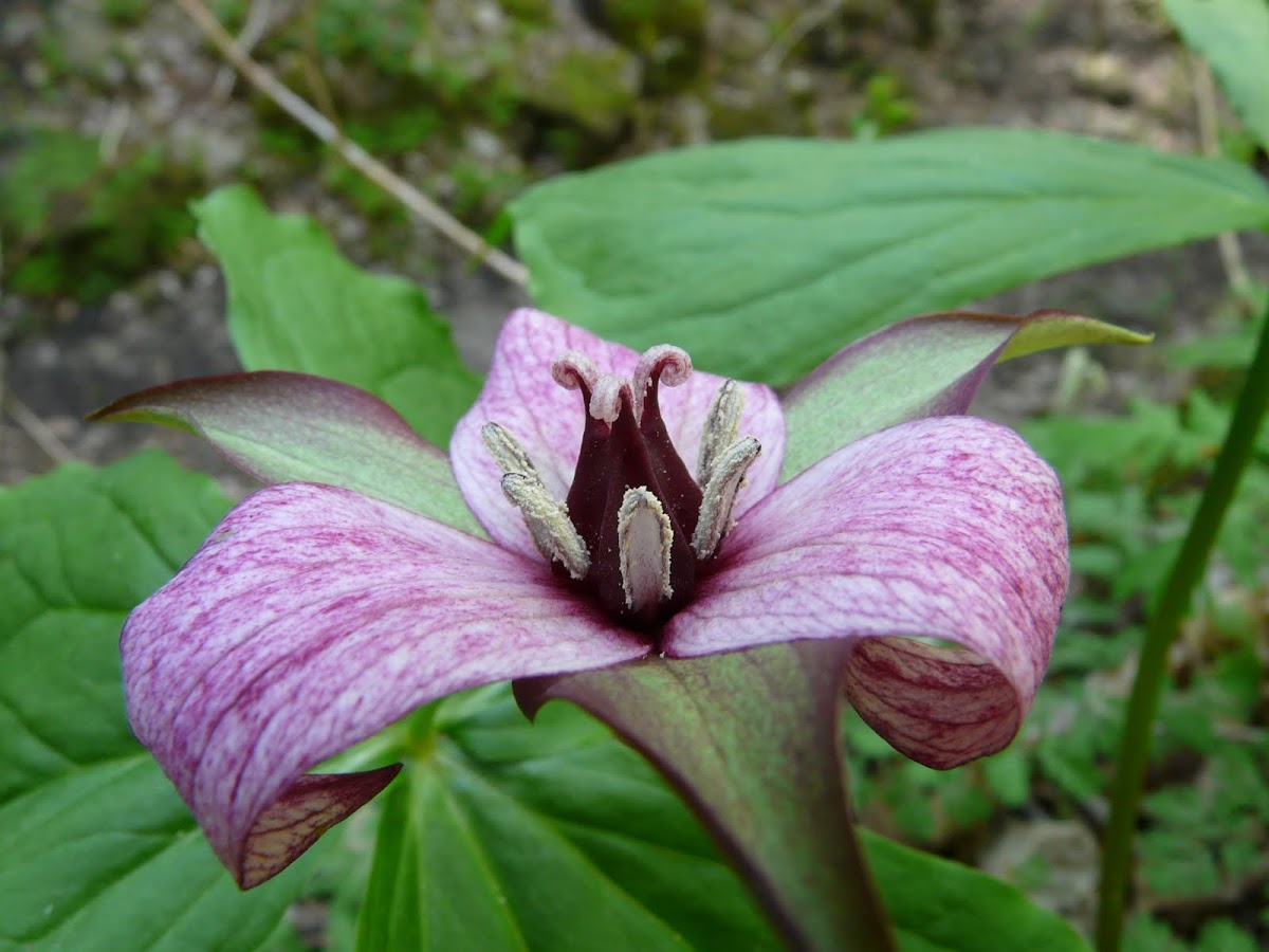 Pink Trillium | Project Noah