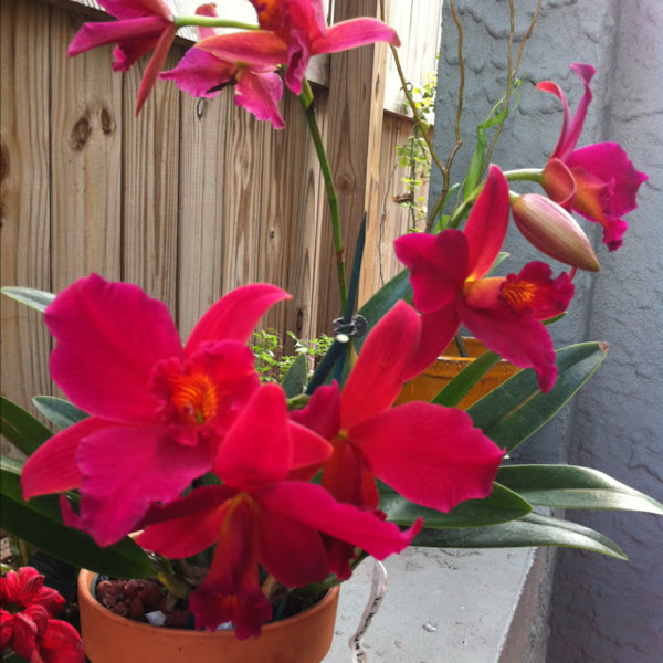 Cattleya hybrid (Buu Lady) | Project Noah