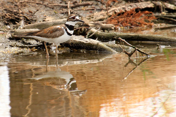 Killdeer | Project Noah