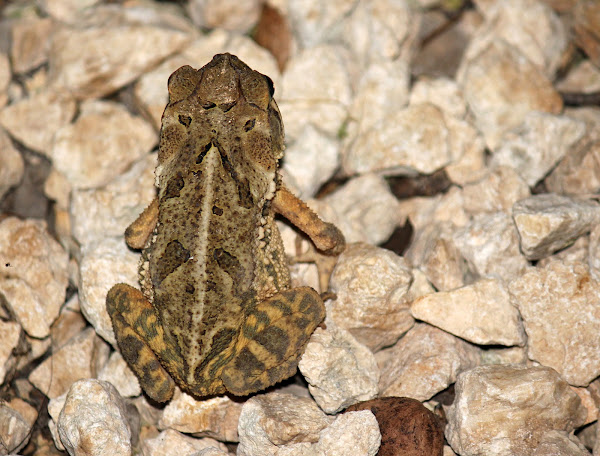 Gulf Coast Toad (female) | Project Noah