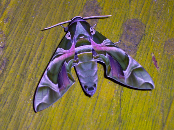 Oleander Hawk-moth | Project Noah