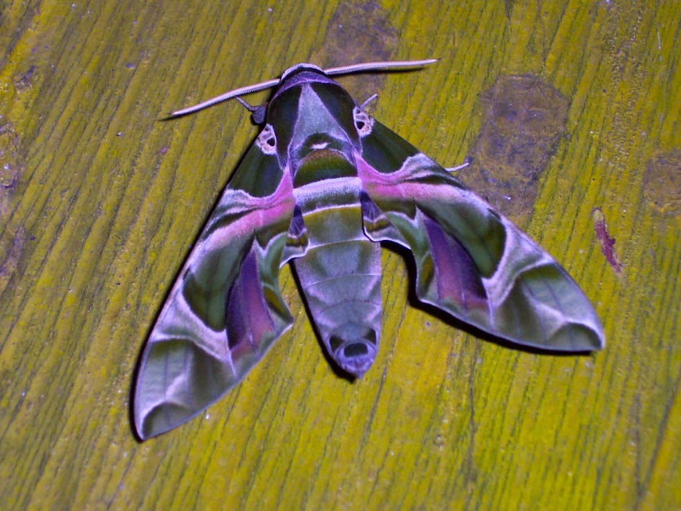 Oleander Hawk-moth | Project Noah