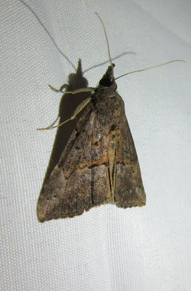 Green Cloverworm Moth | Project Noah