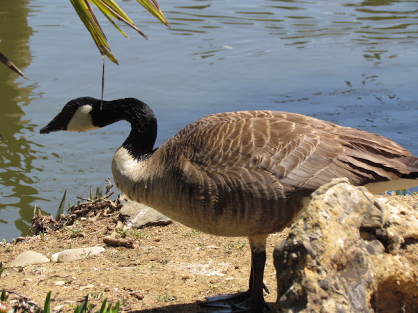 Canada goose | Project Noah