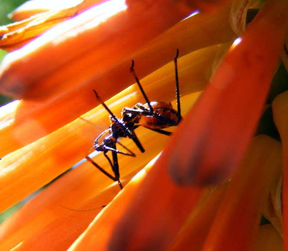 Common Assassin Bug Nymph | Project Noah