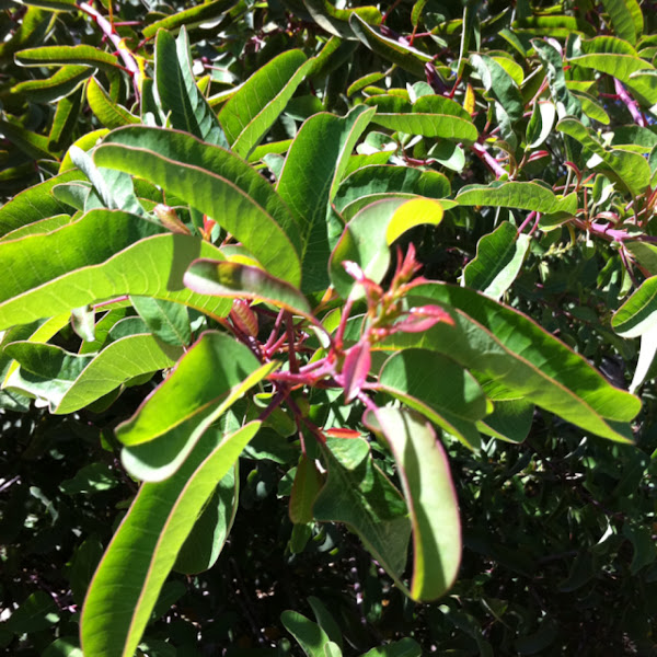 Laurel sumac | Project Noah