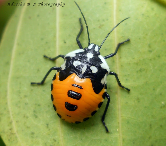 Ornate shield bug | Project Noah