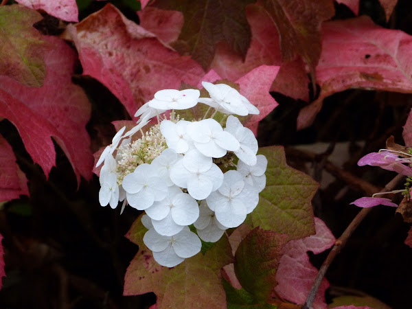 Oak-leaf hydrangea | Project Noah