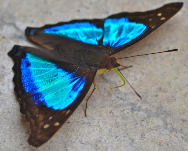 Turquoise Emperor Butterfly | Project Noah