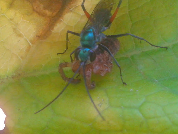emerald cockroach wasp or jewel wasp | Project Noah