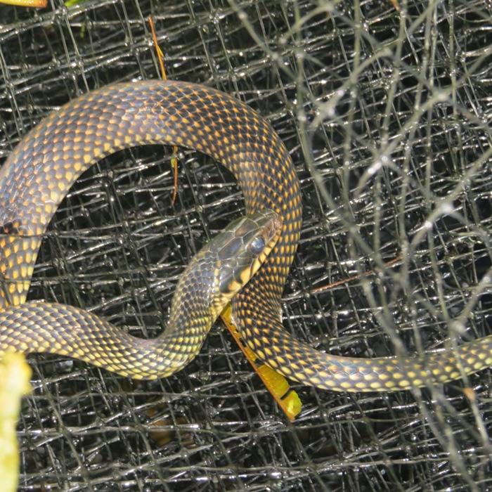 Speckled Racer | Project Noah