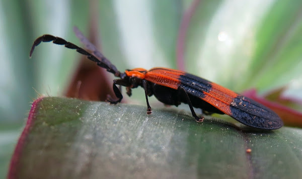 Banded net wing beetle | Project Noah