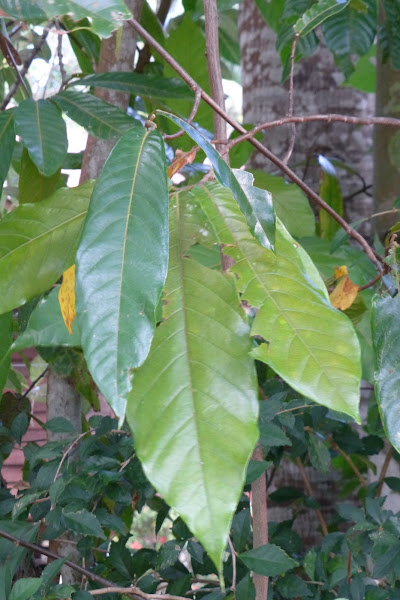 Calabao/Torres Straits Scrambler | Project Noah