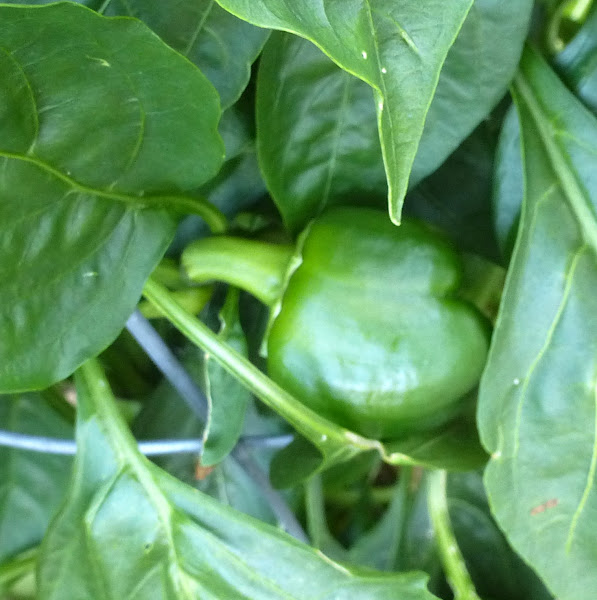Green Bell Pepper | Project Noah