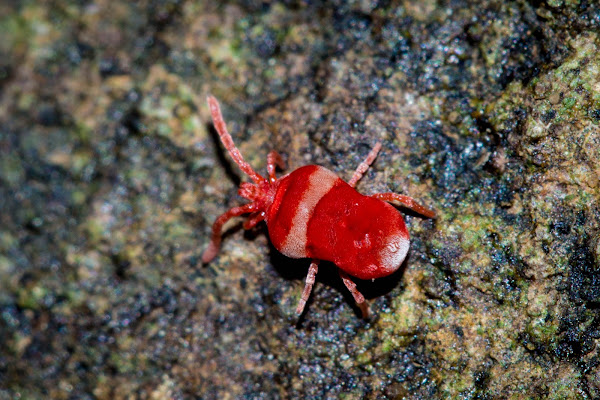 Red Velvet Mite | Project Noah