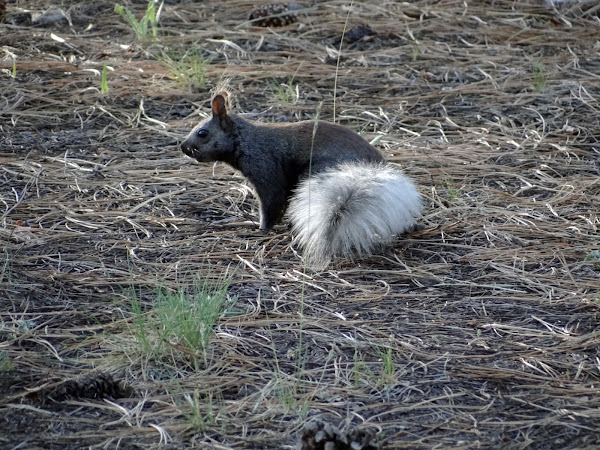 Kaibab Squirrel | Project Noah