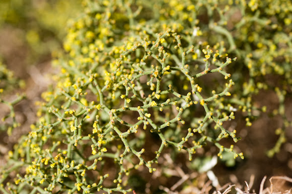 Desert mistletoe | Project Noah