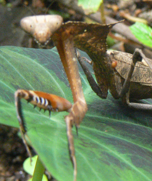 dead leaf mantis | Project Noah