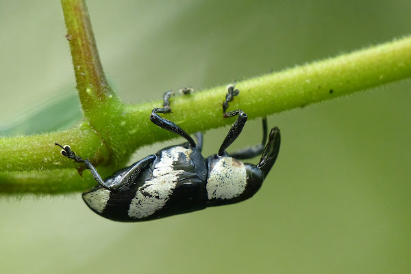 Black and White Weevil | Project Noah