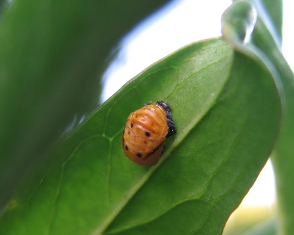 Multicolored Asian Lady Beetle Pupa | Project Noah