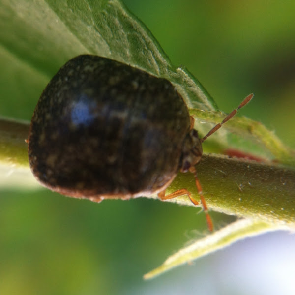 Kudzu bug | Project Noah