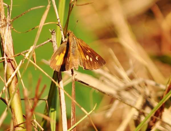 Fiery Skipper | Project Noah