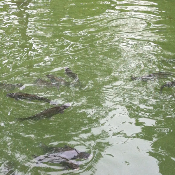 Catfish | Project Noah