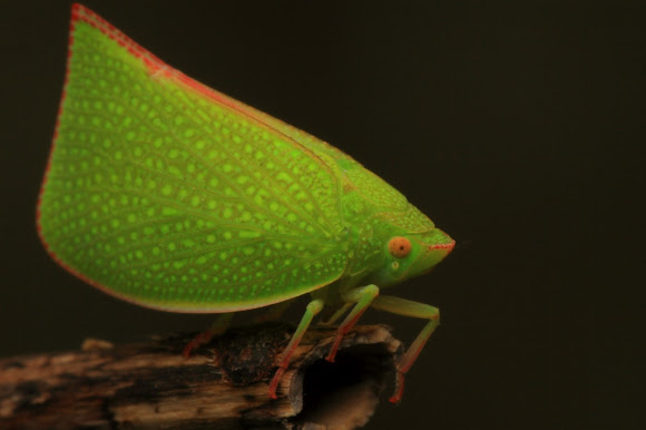 Flatid Planthopper (Torpedo Bug) Siphanta acuta | Project Noah