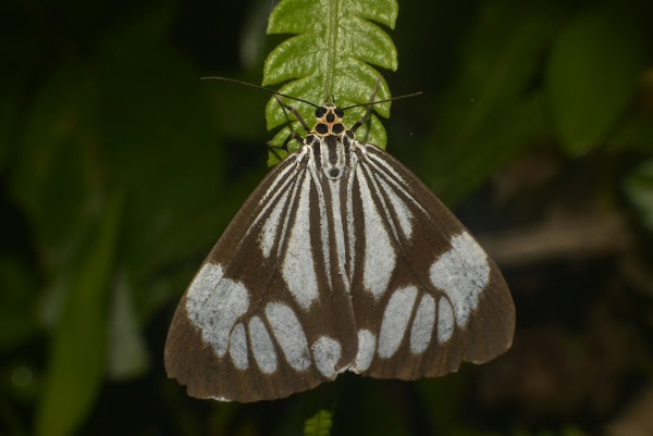 Marble White Moth | Project Noah