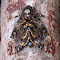 Death's Head Hawk Moth (Bee Robber) | Project Noah