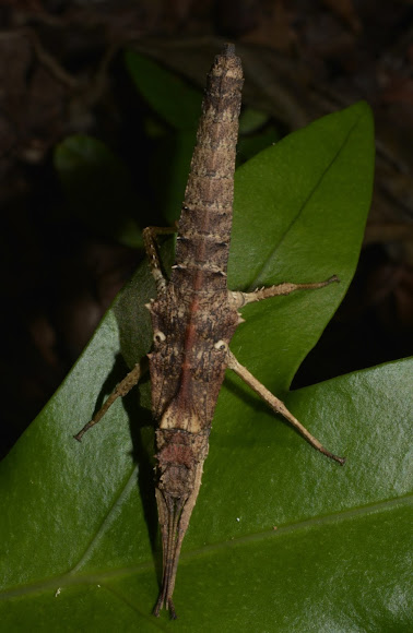 Spiny Stick Insect, Phasmid - Female | Project Noah